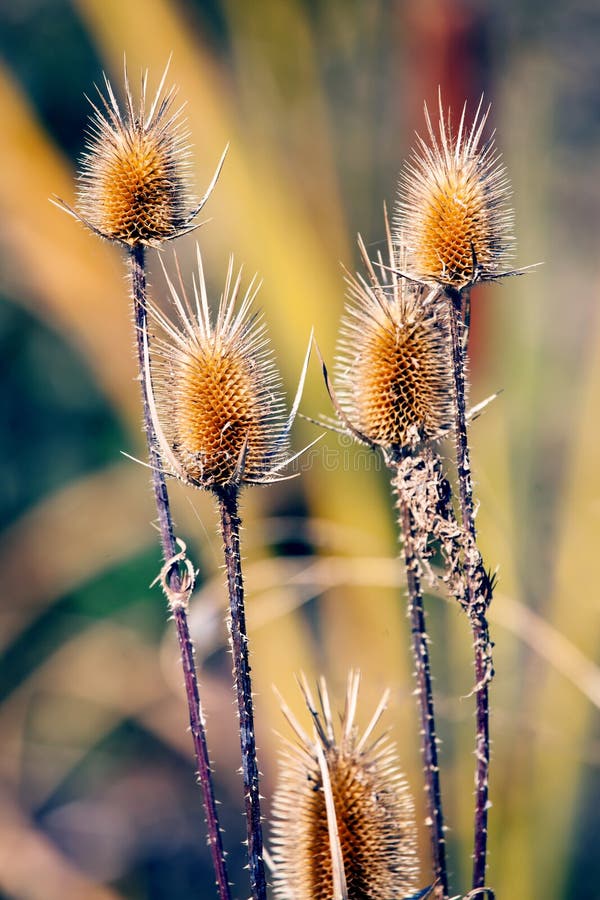 Thorn stock photo. Image of blue, layered, yellow, multi - 34328988