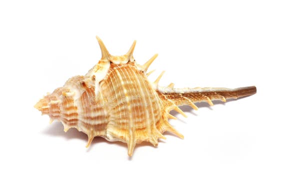 595 Whelk Spiral Stock Photos - Free & Royalty-Free Stock Photos from ...