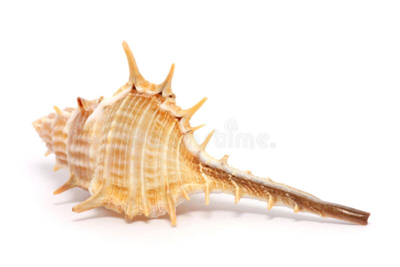 Thorn Conch Shell on the Rock Stock Image - Image of animal, scuba: 5258703