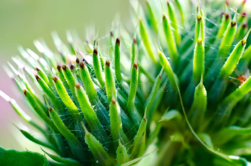 Thorn stock photo. Image of branch, single, head, plant - 34091734