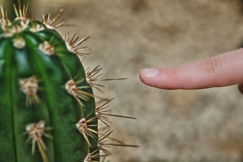 Thorn and finger stock image. Image of desert, cactus - 46115607