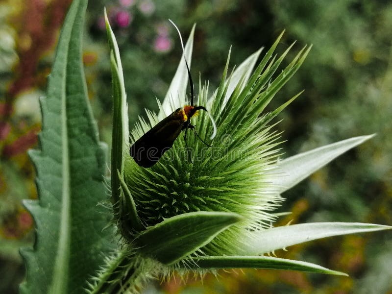 Insect Ant and Thorn Mimic Horn Stock Image - Image of leafs, color ...