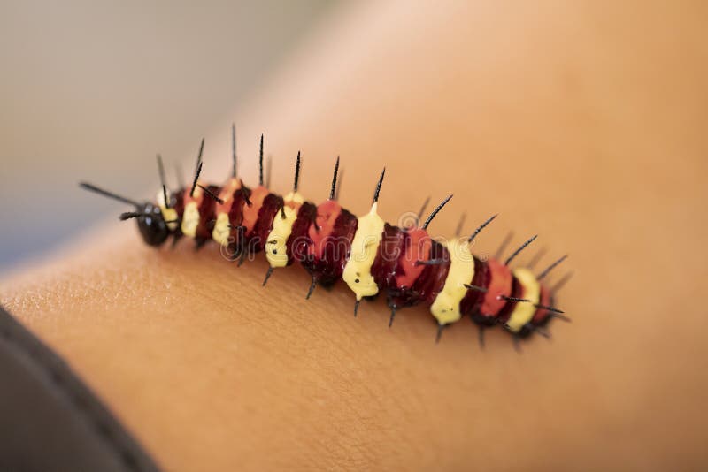Thorn of Leopard Lacewing Butterfly Worm on on the Back of the Hand ...