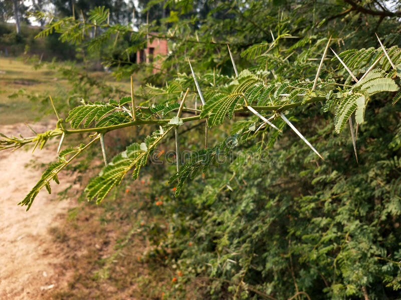 Thorn tree stock photo. Image of green, thorn, spiky - 267575652