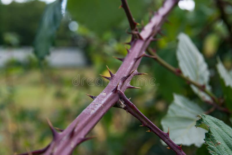 Thorn Plant Vine Stem Purple Danger Sharp Macro Stock Photo - Image of ...