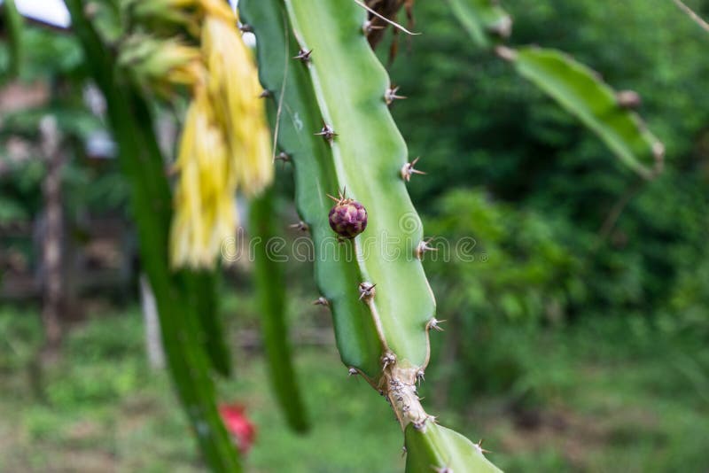 Thorn or Prickle of Dragon Fruit Tree Stock Photo - Image of closeup ...