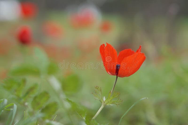 Thorn red spring stock photo. Image of field, wildflower - 180317138