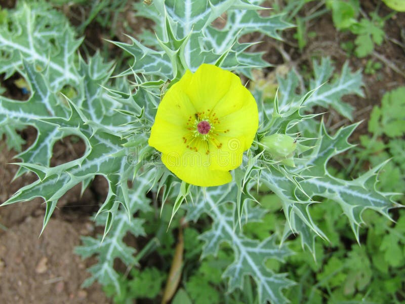 Thorn root flower stock image. Image of india, thorn - 173571849