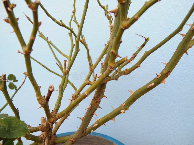Thorn of rose trunk stock image. Image of closeup, nature - 93205605