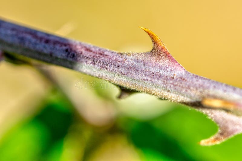 Thorn or Sharp Spike of Wild Mulberry in Detail Stock Image - Image of ...
