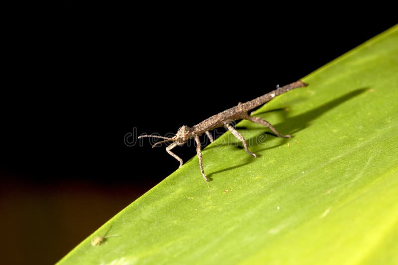 Thorn stick insect stock image. Image of mating, creature - 20814413