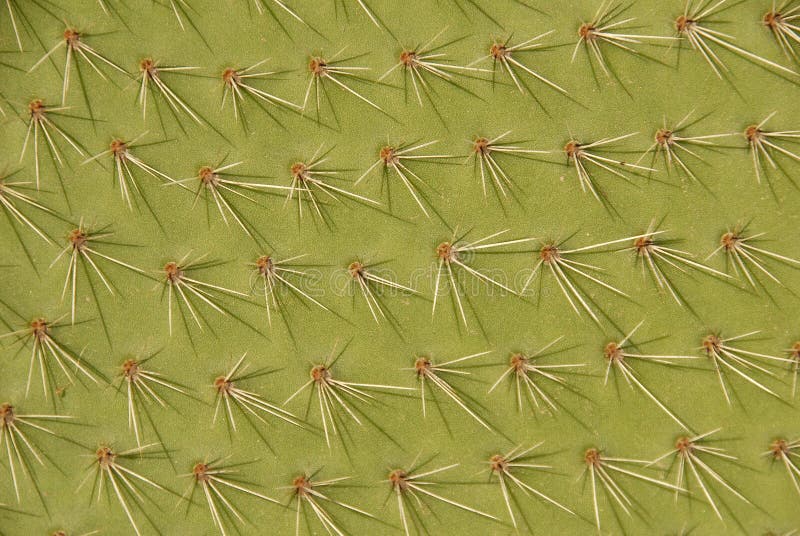 Thorn texture stock image. Image of cactus, green, flora - 15076141