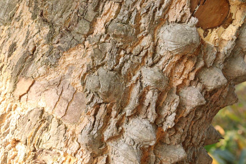 Thorn Texture Background of Ceiba Tree Stock Image - Image of tropical ...