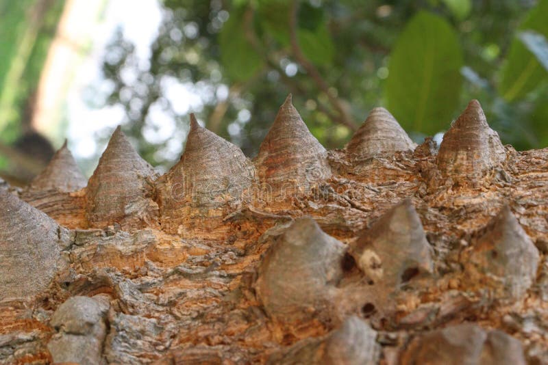 Thorn Texture Background of Ceiba Tree Stock Image - Image of fresh ...