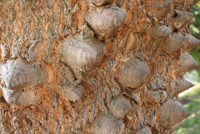 Thorn Texture Background of Ceiba Tree Stock Image - Image of leaves ...