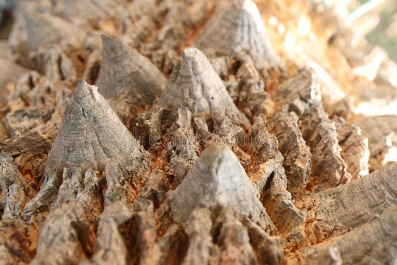 Thorn Texture Background of Ceiba Tree Stock Image - Image of ...