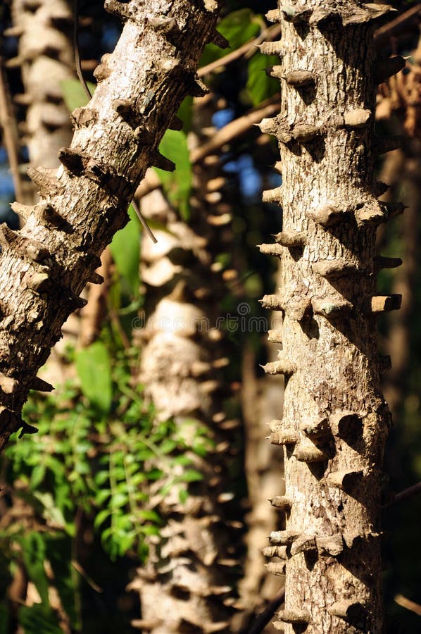 Thorn tree. stock image. Image of thorn, stem, point - 22467629