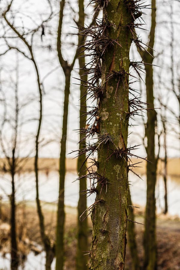 Thorn tree stock image. Image of defocused, danger, tree - 89387073