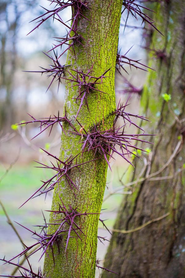 Thorn tree stock photo. Image of bokeh, bark, plant, white - 89387110