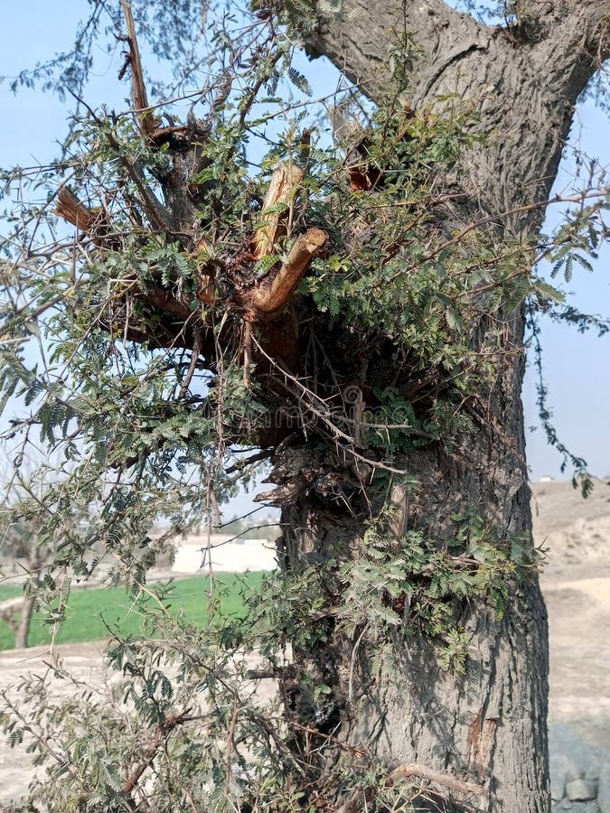 Thorn Tree in the Forest and Dry Savanna Stock Photo - Image of nature ...