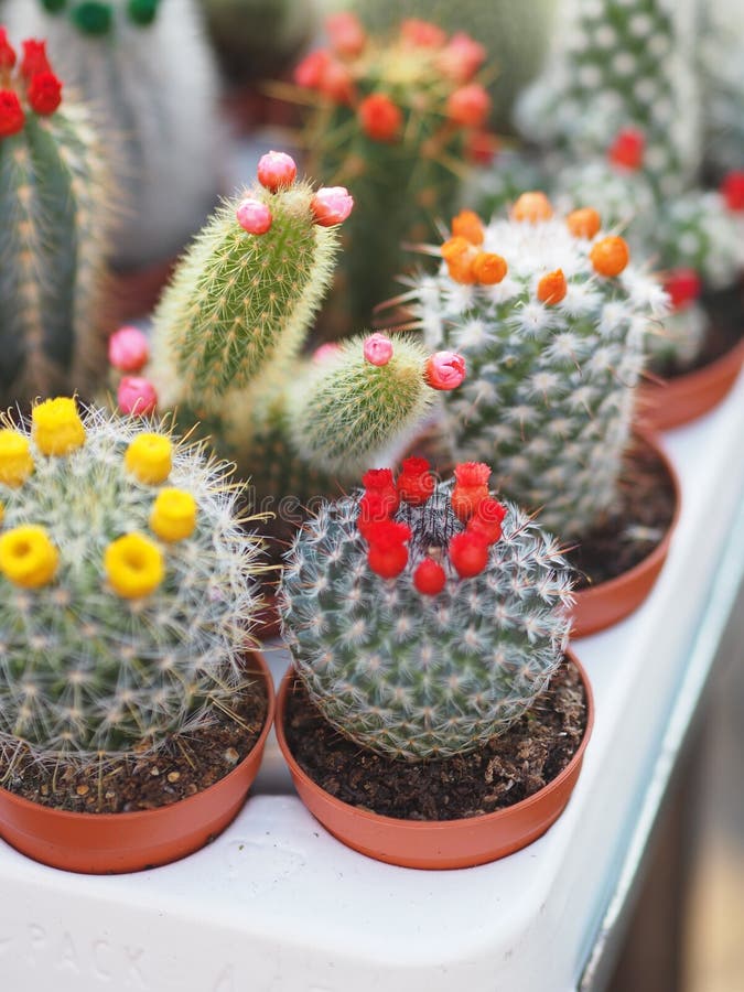 Thorn Tree Ist Eine Saftige Anlage Kaktus Stockfoto - Bild von kaktus ...