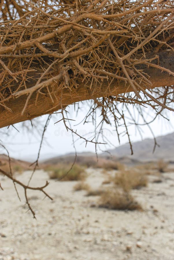 Thorn tree stock image. Image of middle, forest, hebrew - 46851883