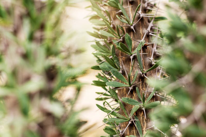 Thorn tree with sunlight. stock image. Image of barrel - 121385577