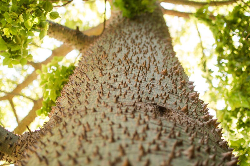 Thorn tree stock photo. Image of thorns, greenery, thorn - 125732346