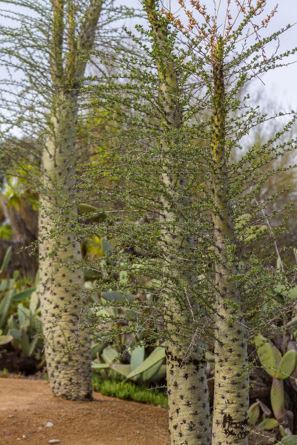 Thorn Tree stock photo. Image of garden, nature, thorn - 82248228