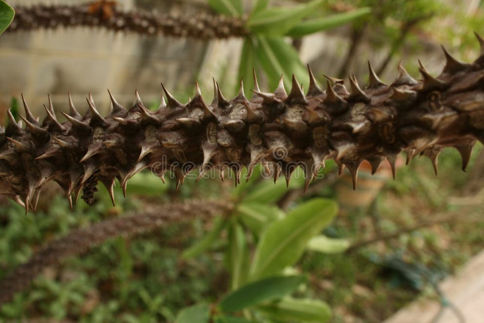 Thorn on Tree Trunk,focus at Thorn Texture Stock Photo - Image of brown ...