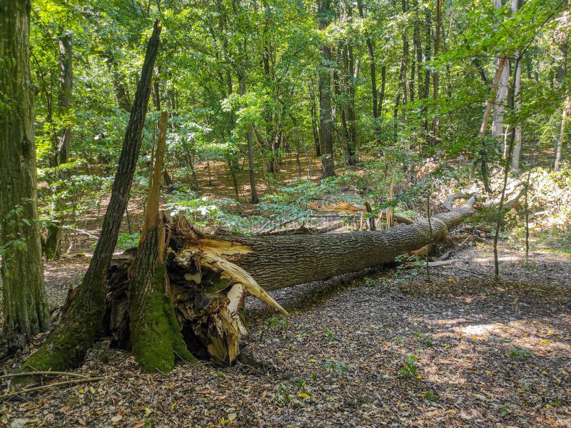 Thorn Tree Trunk in the Woods Stock Photo - Image of deciduous, stream ...