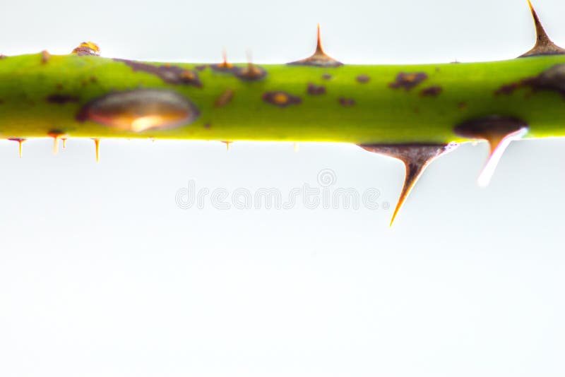 130 Piercing Thorn Stock Photos - Free & Royalty-Free Stock Photos from ...