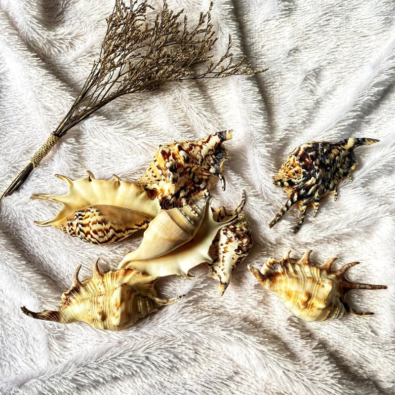 Thorn trumpet shell stock image. Image of food, leaf - 360162875