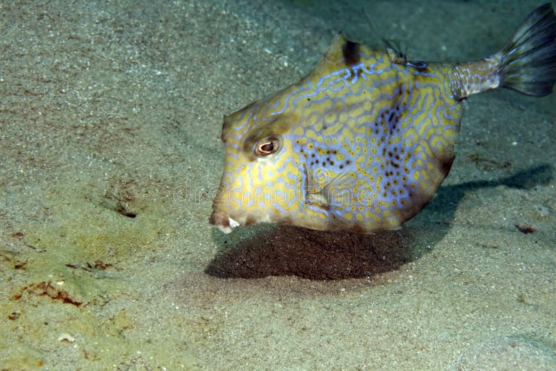 Thornback boxfish stock photo. Image of beneath, depth - 10945376