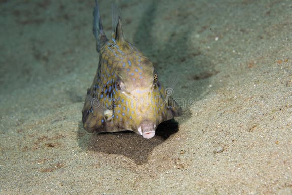 Thornback boxfish stock photo. Image of striped, black - 7693810