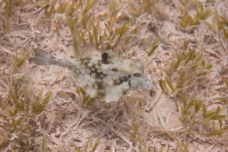 Thornback Boxfish in Red Sea Stock Photo - Image of diving, marine ...