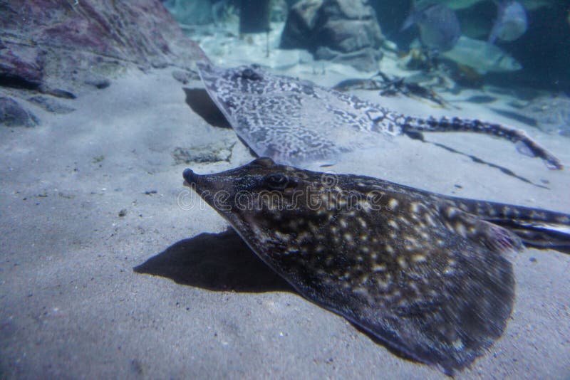 Thornback Ray on Sand Underwater. Stock Photo - Image of sand, natural ...