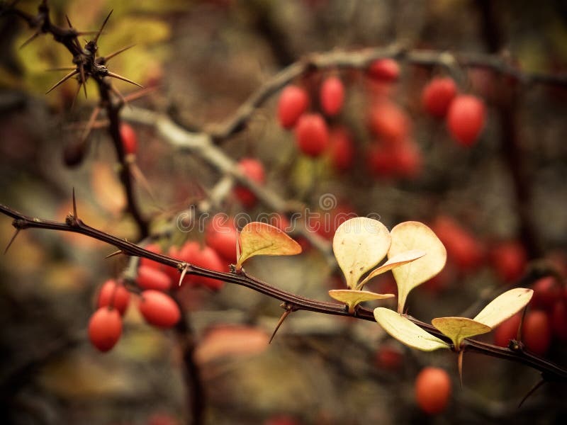 Thornbush stock image. Image of mood, macro, yellow, beautiful - 60441773