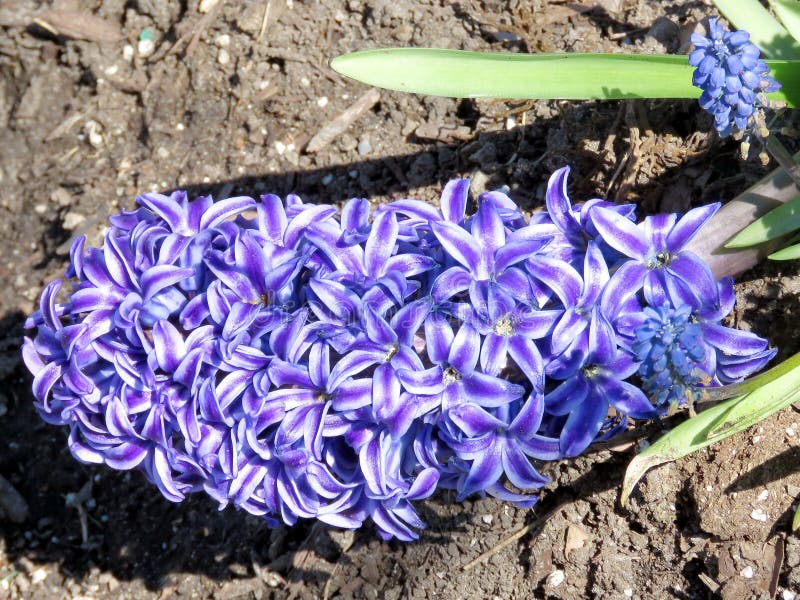 Thornhill Gypsy Queen Flower 2017 Stock Image - Image of botany, blue ...