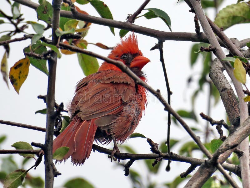 Thornhill Red Cardinal in Forest 2017 Stock Photo - Image of forest ...
