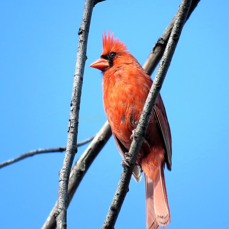 Thornhill Red Cardinal 2017 Stock Photo - Image of wing, feet: 96902010