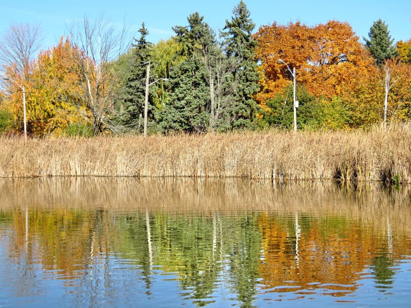 Thornhill Trees on the Bank of a Pond 2016 Stock Image - Image of ...