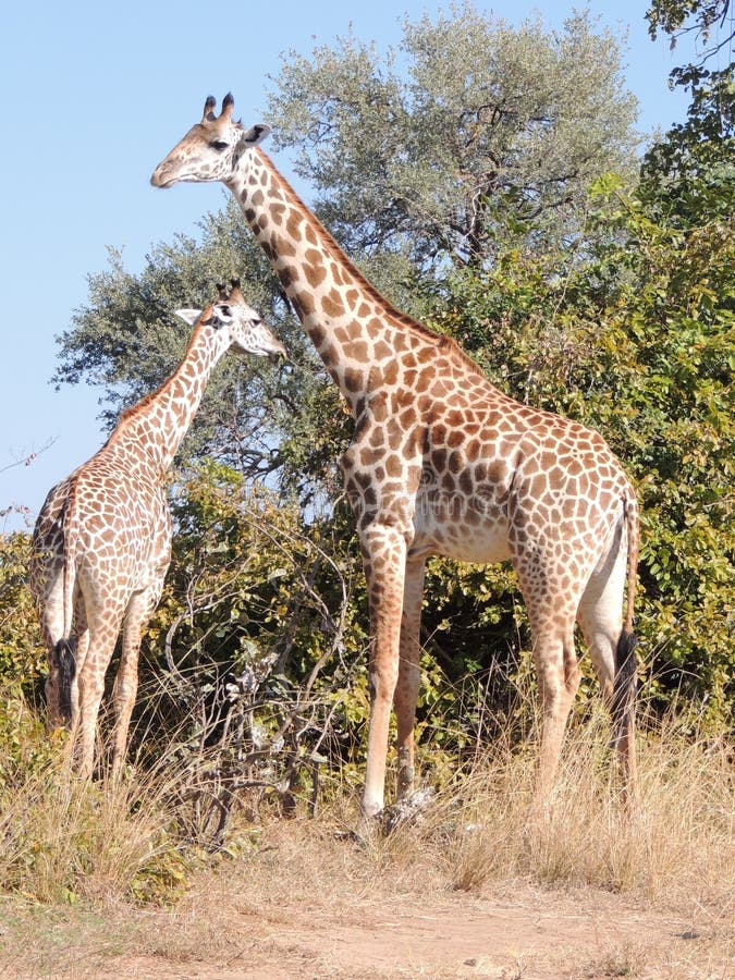 Thornicroft s Giraffes stock photo. Image of national - 50354720