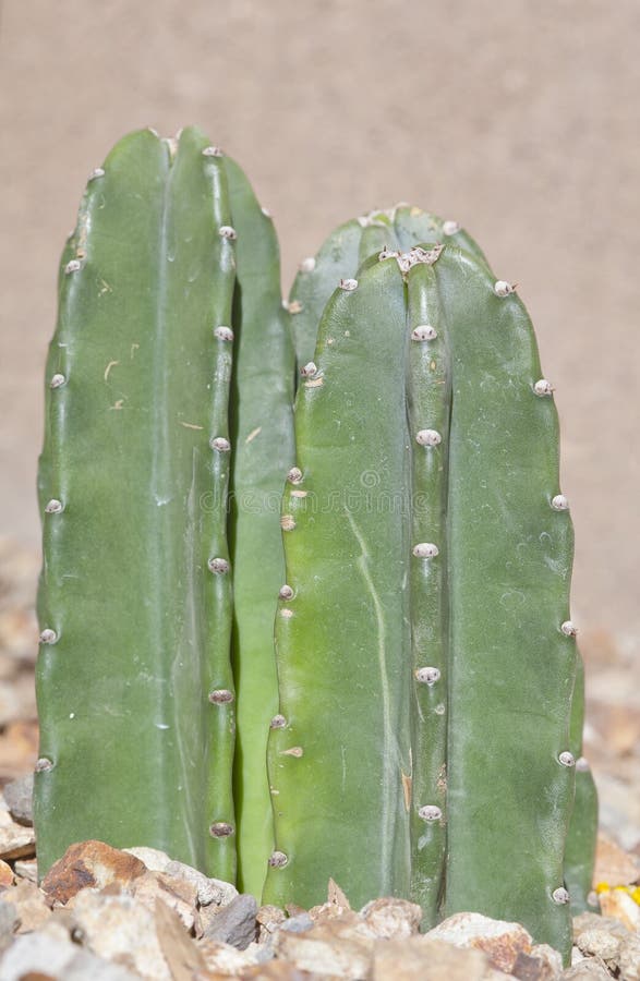 Thornless Decorative Cacti stock image. Image of thick - 24652145