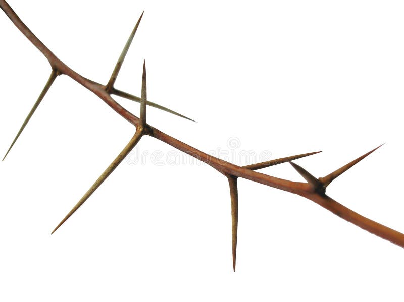 Thorns stock photo. Image of king, background, flora - 16013196