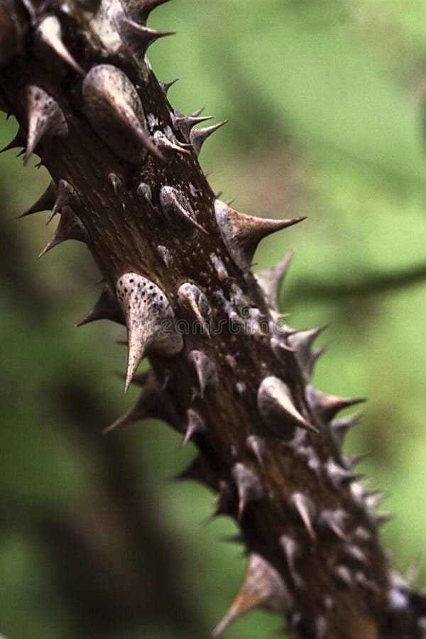 2,910 Rose Bush Thorns Photos - Free & Royalty-Free Stock Photos from ...