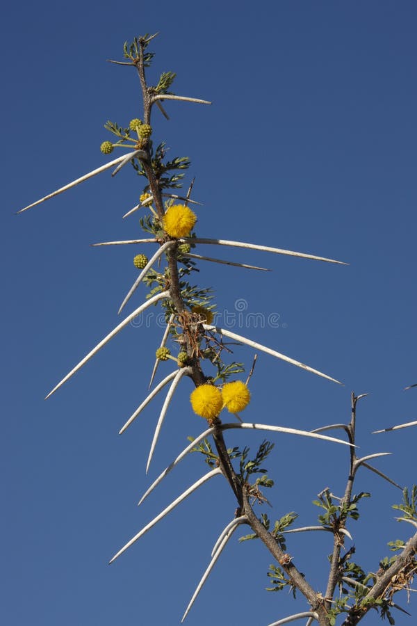 Thorns on Acacia Tree - Namibia Stock Image - Image of pointed ...