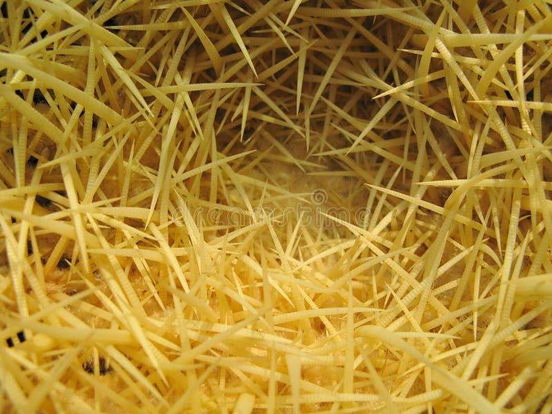 Thorns background stock image. Image of macro, close, background - 4368451