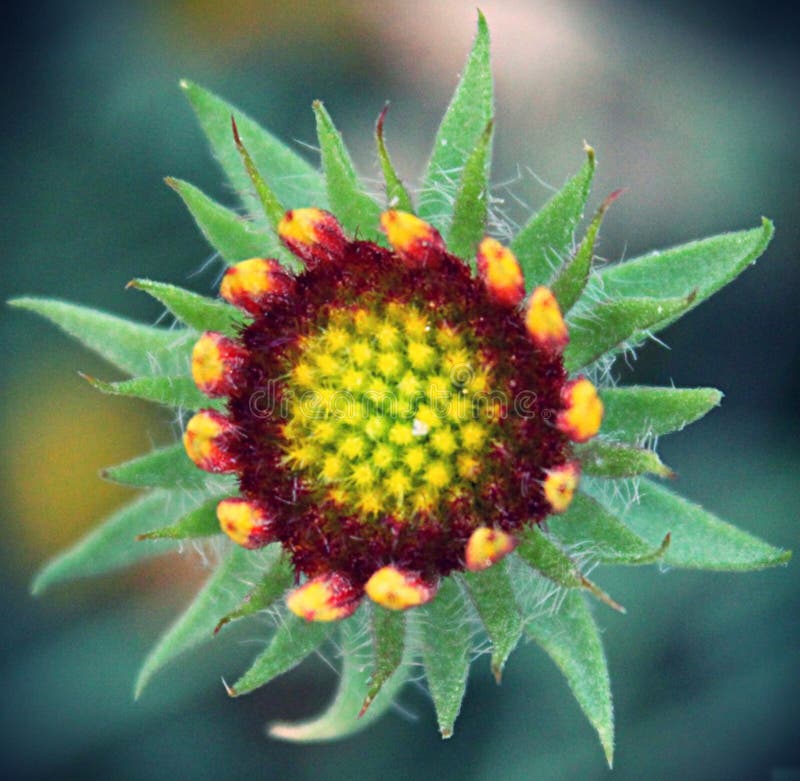 Thorns are bad stock image. Image of plant, insect, leaf - 219856405