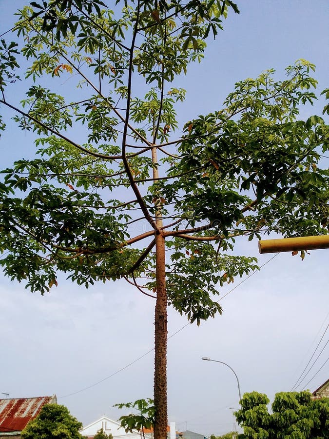 The Thorns of the Base Randu Tree are Getting Rarer Towards the Tip ...